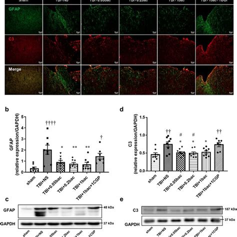 Activated Astrocytes And Complement C3 Expression Were Downregulated By Download Scientific