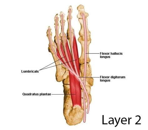 Interosseous And Lumbrical Muscles