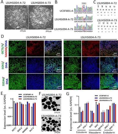 characterization of lsuhsi004 a 72 and lsuhsi004 a 73 ipsc lines