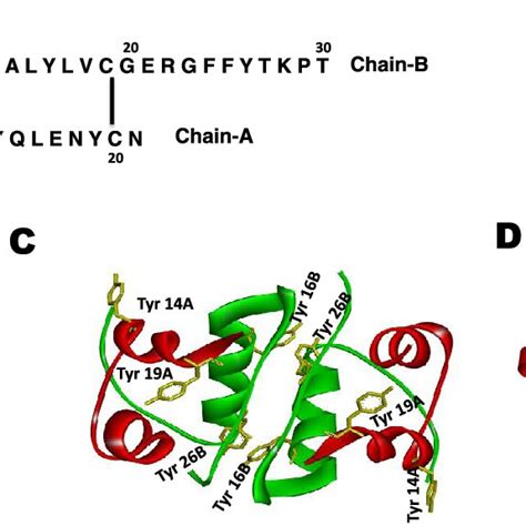 A Amino Acid Sequence Of Insulin Containing B Chain Upper And