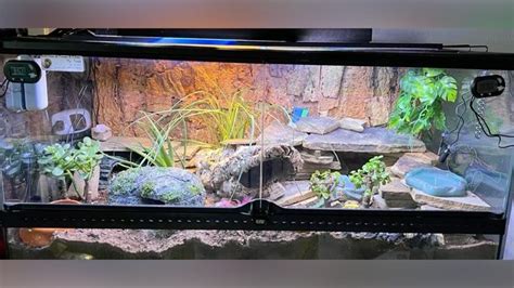 Leopard Gecko Enclosure Inspiration Naturalistic Tank Setup Bioactive Reptile Build