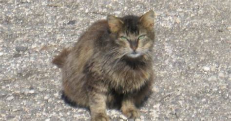 Beautiful Stray Imgur