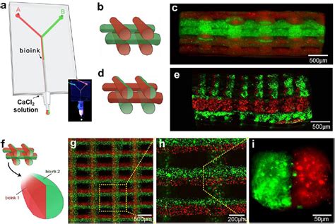 Microfluidic Bioprinting Of Heterogeneous 3d Tissue Constructs Using Low Viscosity Bioink Pmc