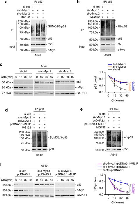 C Myc Represses P53 Through Milip A D Knockdown Of C Myc Increased Download Scientific Diagram