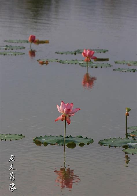 江南蓮花開紅花覆碧水 每日頭條