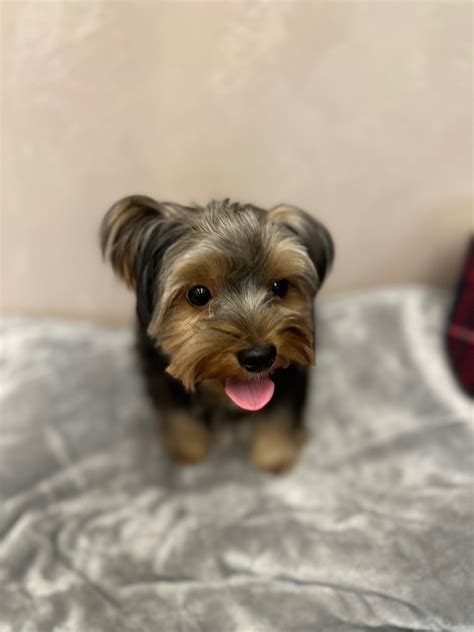 요크셔 테리어 요키 강아지 책임분양 강아지파양 고양이파양 유기견무료분양입양 아이조아요양보호소