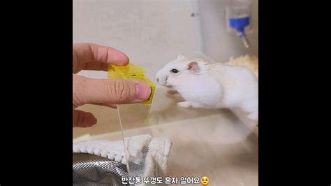 간식으로 햄스터 운동시키는 방법 Youtube