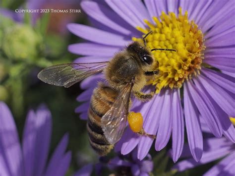 Bees With Digital Teleconverter Small Sensor Photography By Thomas Stirr
