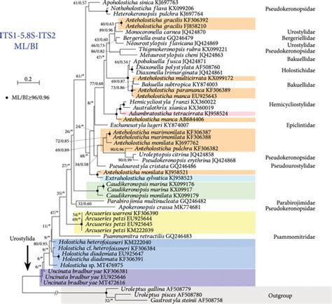 Maximum Likelihood Ml And Bayesian Inference Bi Phylogenetic Trees