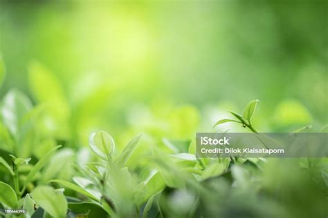 햇빛과 복사 공간으로 배경이 흐려진 녹지에 자연 녹색 잎의 아름다운 전망을 클로즈업 그것은 자연 생태 여름 배경과 신선한 벽지 개념에 사용됩니다 0명에 대한 스톡 사진 및