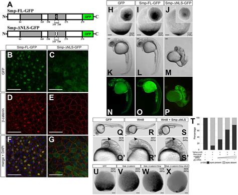 Nuclear Localization Of β Catenin Requires The Smp Nuclear Localization