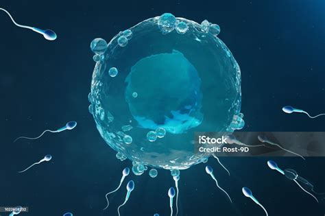 정자와 난 자 세포 Ovum입니다 네이티브 및 자연 수정클로 우즈 업 보기 새로운 생명의 개념 시작입니다 의료 개념 3d 그림