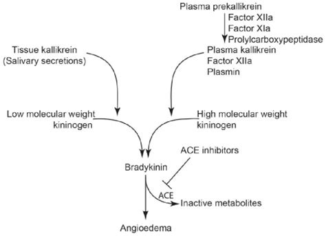 The Kallikrein Proteolytic Cascade The Preferred Substrate For Plasma Download Scientific