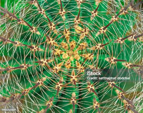 세부 육즙 선인장 식물 날카로운 스파이크의 클로즈업 선인장 텍스처 배경입니다 맨 위 보기 0명에 대한 스톡 사진 및 기타 이미지 Istock