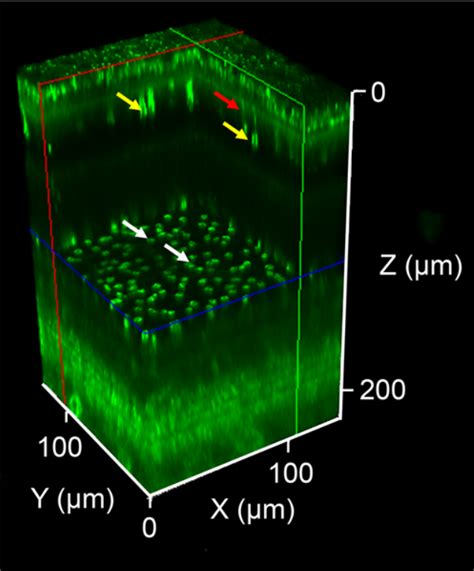 Two Photon Vision And Two Photon Eye Imaging 2x2 Photonvis Project Icter