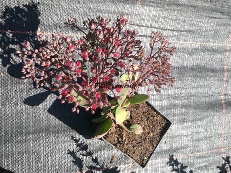 Rozchodnik Naskalny Sedum Cauticolum Sadzonki Pietrzykowscy