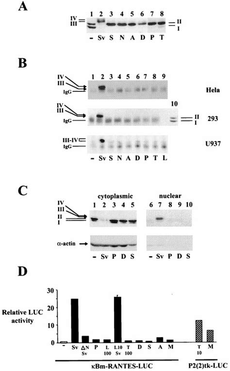 N Terminal Phosphorylation Does Not Alter Irf 3 Subcellular