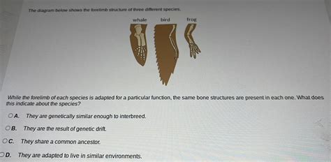 Answered The Diagram Below Shows The Forelimb Structure Of Three Kunduz