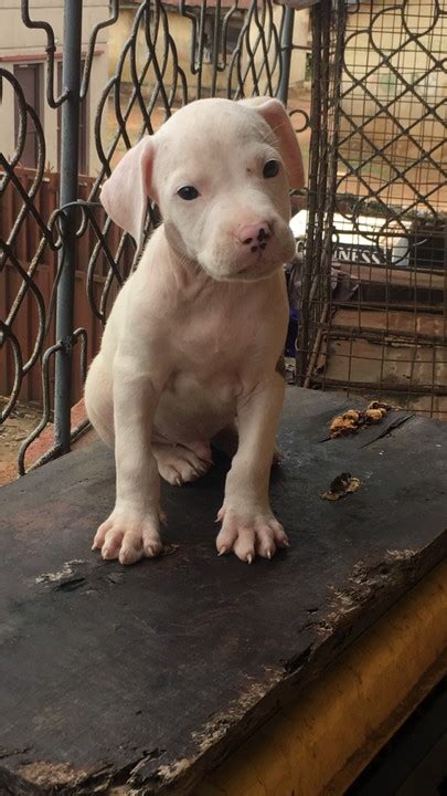 Both Sex Pitbull Pups Available For New Home Pets Nigeria