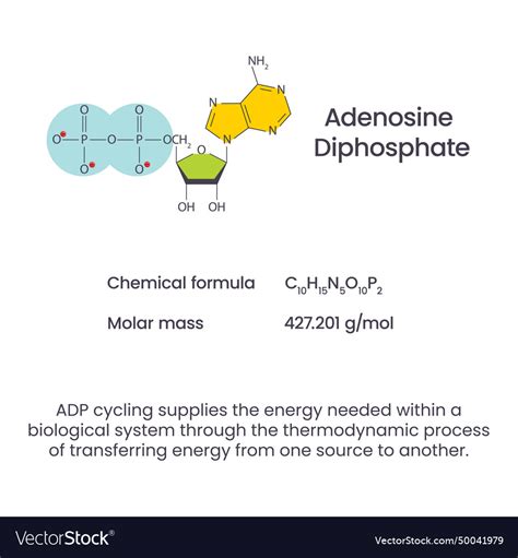 Adenosine Diphosphate Science Royalty Free Vector Image