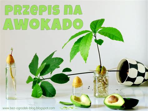 Przepis Na Awokado Z Pestki Bez OgrÓdek Blog Ogrodniczy