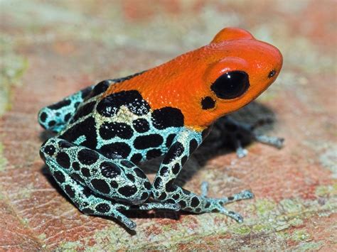 Самые Красивые Лягушки Мира Фото — Картинки фотографии