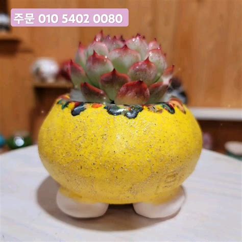 목가화분 수제화분 다육이 다육이화분 화분☎️ 010 5402 0080 Youtube