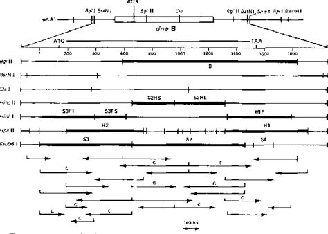 Figure 1 From Nucleotide Sequence Of Dnab And The Primary Structure Of