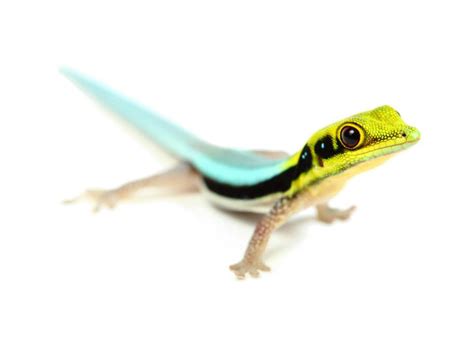 Yellow Headed Day Gecko Phelsuma Klemmeri Reptiletalk Net