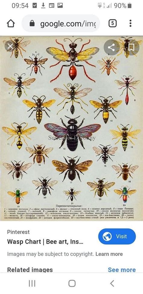 Bee And Wasp Identification Chart Quick Chart Maker