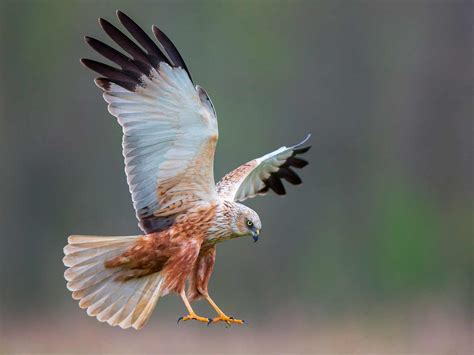British Wild Birds Of Prey At Kenneth Hightower Blog