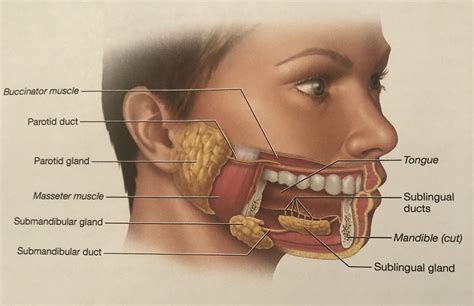 Salivary Glands Accessory Organ Diagram Quizlet