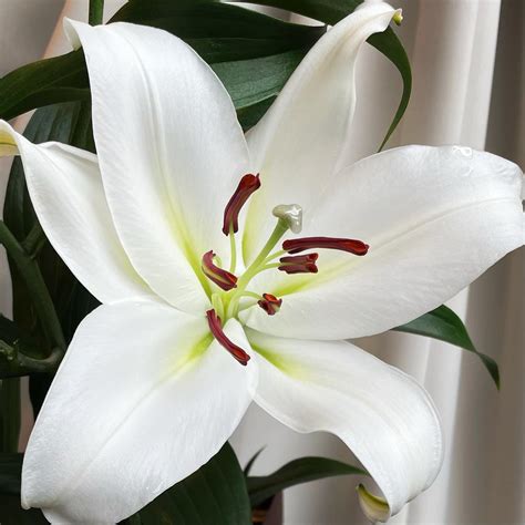 オリエンタルユリ「ザンベジ」 Lilium ‘zambesi Cafe With Garden