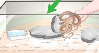 How To Sex A Corn Snake A Step By Step Guide