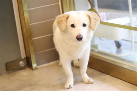 일산 2020 0145 믹스견 뭉치 책임분양 골든리트리버분양 래브라도리트리버 골든리트리버무료분양 브리티쉬숏헤어 프렌치불독 리트리버 웰시코기무료분양 노르웨이숲고양이