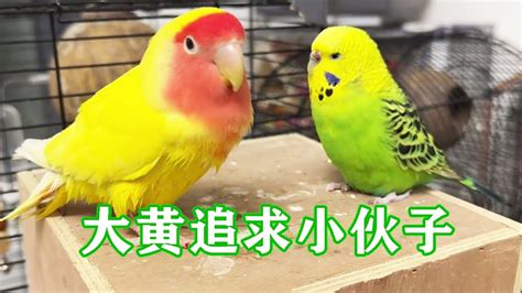 牡丹鹦鹉也太不挑了大黄近期疑似发情开始对小伙子献殷勤一只小皮皮呀 YouTube