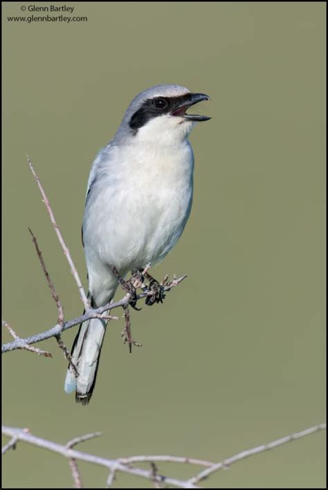 Loggerhead Shrike Focusing On Wildlife