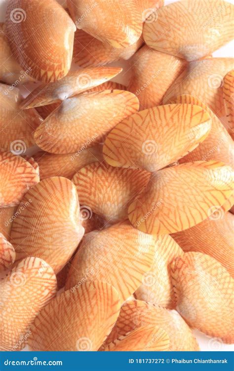 The Shells Of Striped Clams Are Beautifully Stacked Together Stock
