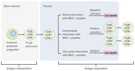 T Cells Types And Functions Concise Medical Knowledge