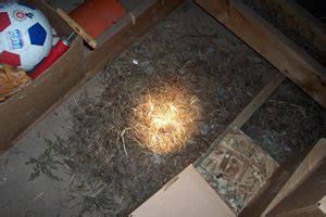How To Find A Mouse Nest In Your House Critter Control Mouse Nest