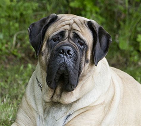 Mastiff Breeds A To Z The Kennel Club