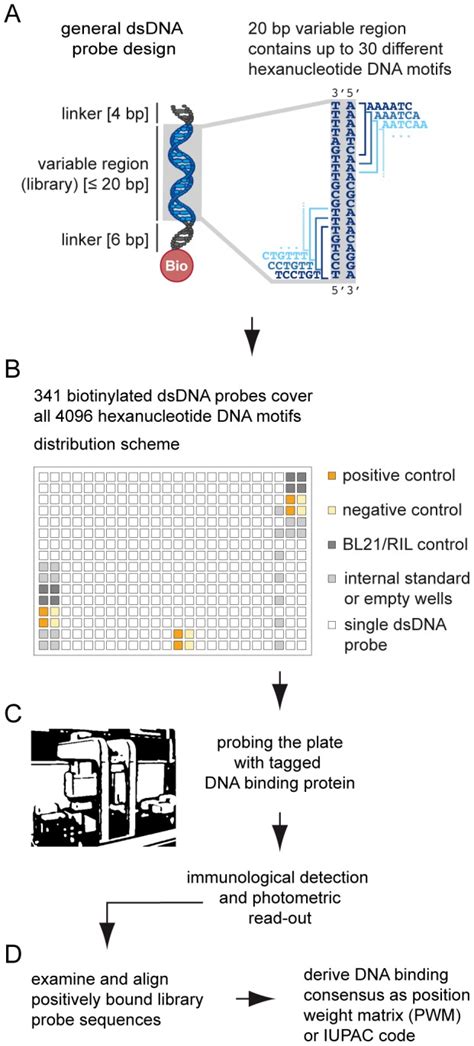 A Design Of The Double Stranded Ds Dna Probes Each Dsdna Library