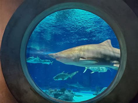 Shark Exhibit Odysea Aquarium Arizona Boardwalk Scottsda