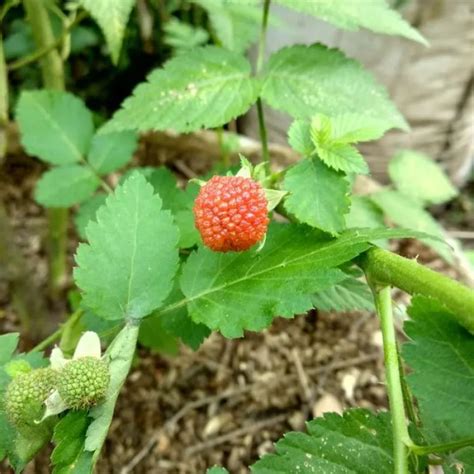 Jual Bibit Tanaman Raspberry Pohon Buah Raspberry Buah Arbei Shopee Indonesia