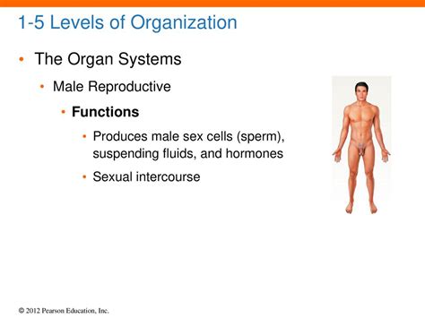 1 An Introduction To Anatomy And Physiology Ppt Download