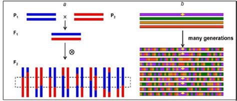 Schematic Comparison Of Linkage Mapping With Designed Mapping Download Scientific Diagram