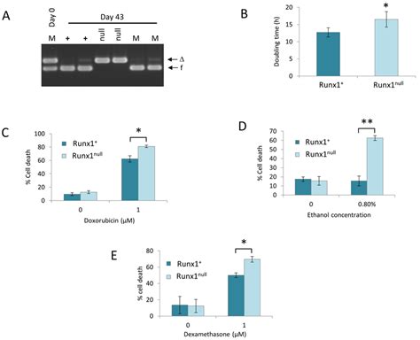 Excision of Runx1 impairs proliferation and survival of Eµ Myc lymphoma Download Scientific