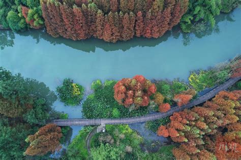崇州桤木河湿地 水上秋色醉游人 四川在线