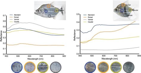Comparative Spectral Signatures From Four Different Body Regions Of A