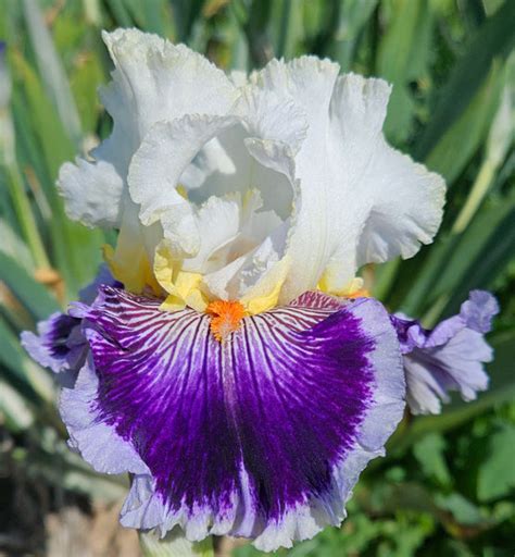 Otherwise Sutton Iris